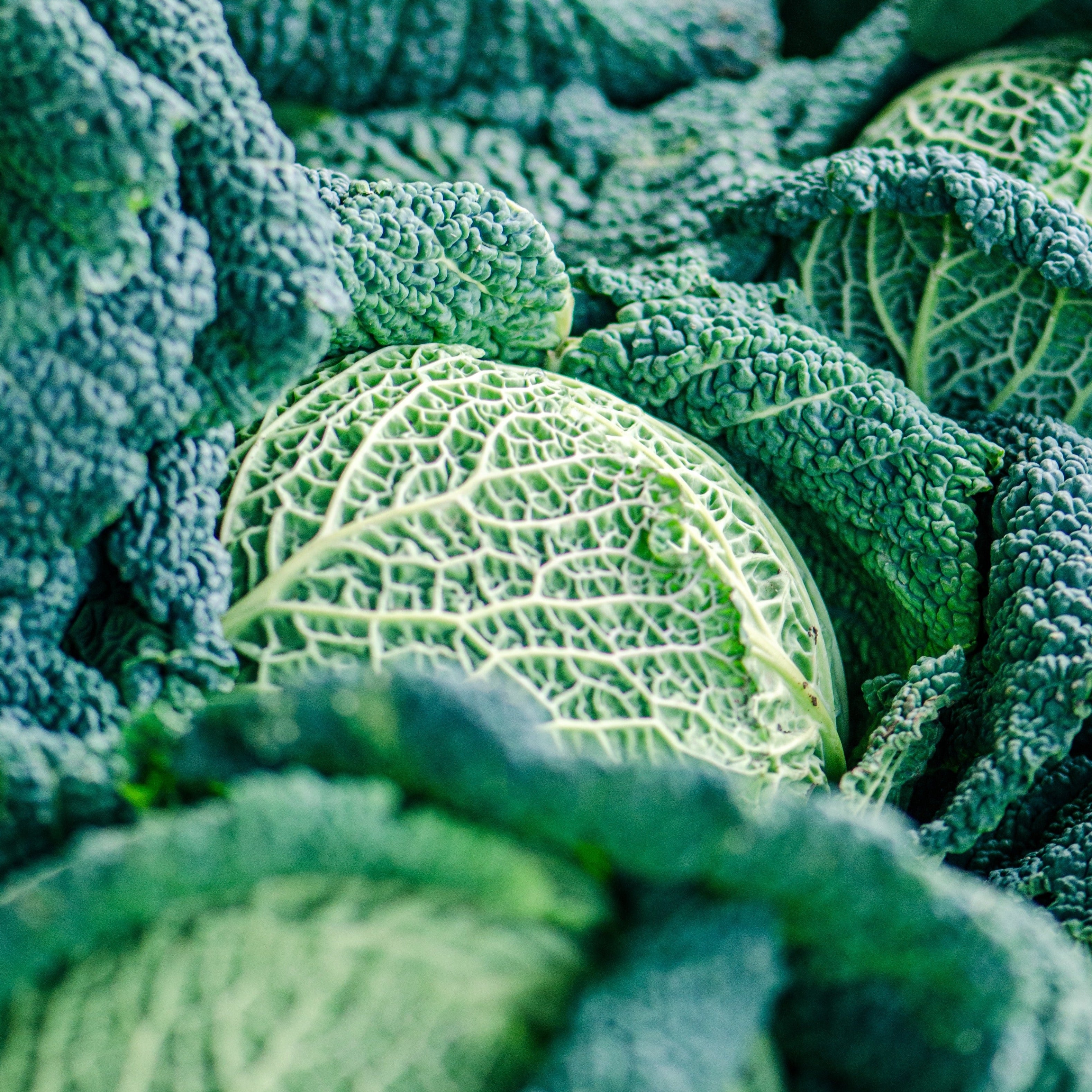 Cabbage Savoy Green Vertus Vegetable | X 100 Seeds – Veggie & Flower ...
