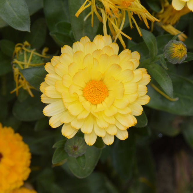 Calendula Double Lemon Flower | X 50 Seeds – Veggie & Flower Garden Seeds