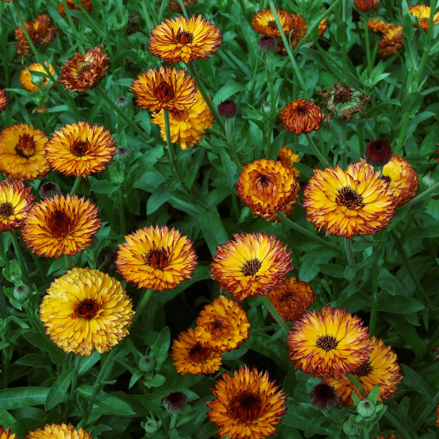 Calendula Flower Seeds – Veggie & Flower Garden Seeds