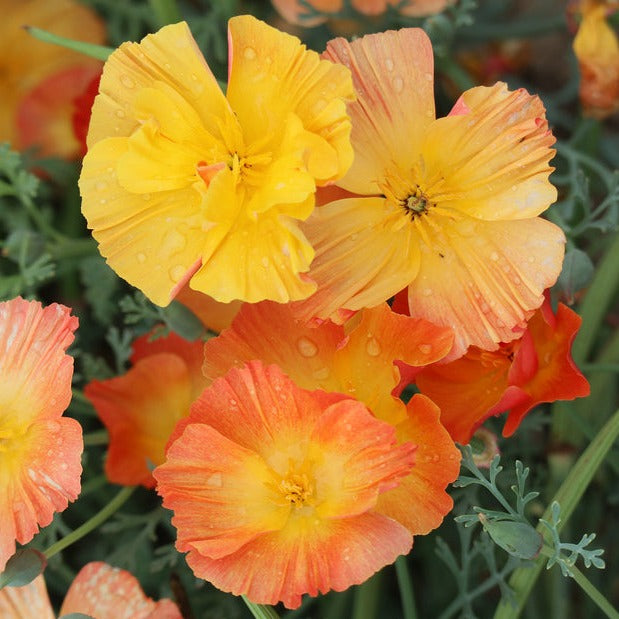 Poppy Flower Seeds – Veggie & Flower Garden Seeds
