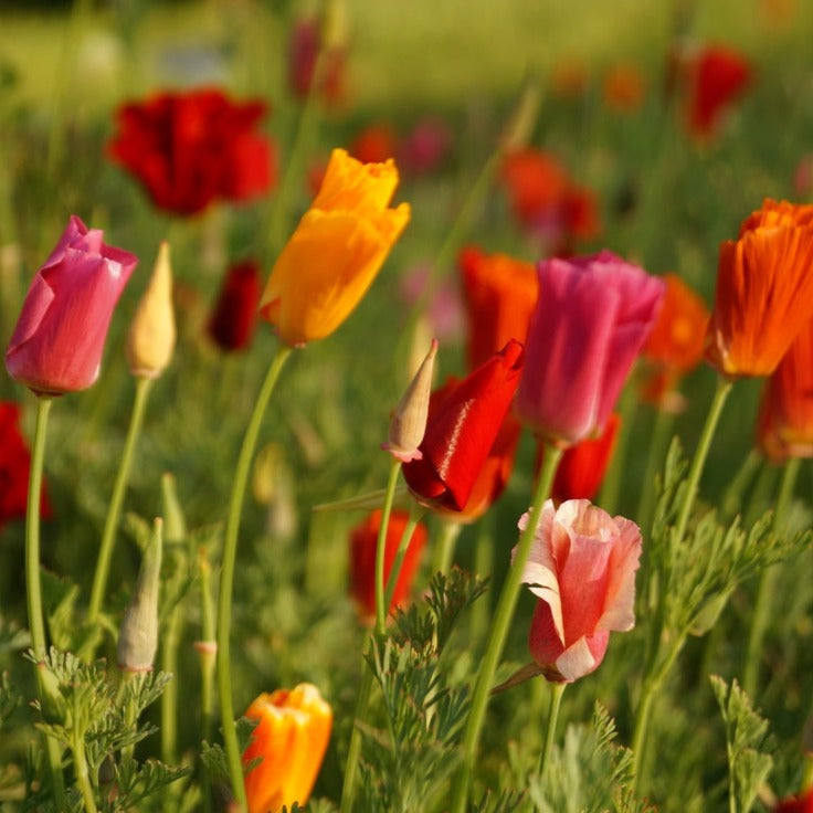 California Poppy Thai Silk Mix Flower | X 150 Seeds – Veggie & Flower ...