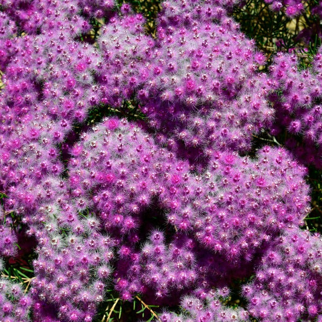 Temperate Climate Seeds To Sow In June – Veggie & Flower Garden Seeds