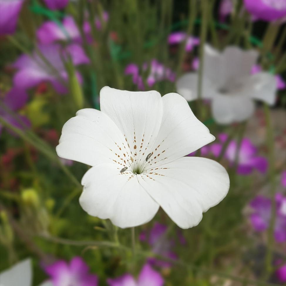 Corn Cockle Ocean Pearl White Flower | X 100 Seeds (NOT TO WA) – Veggie ...