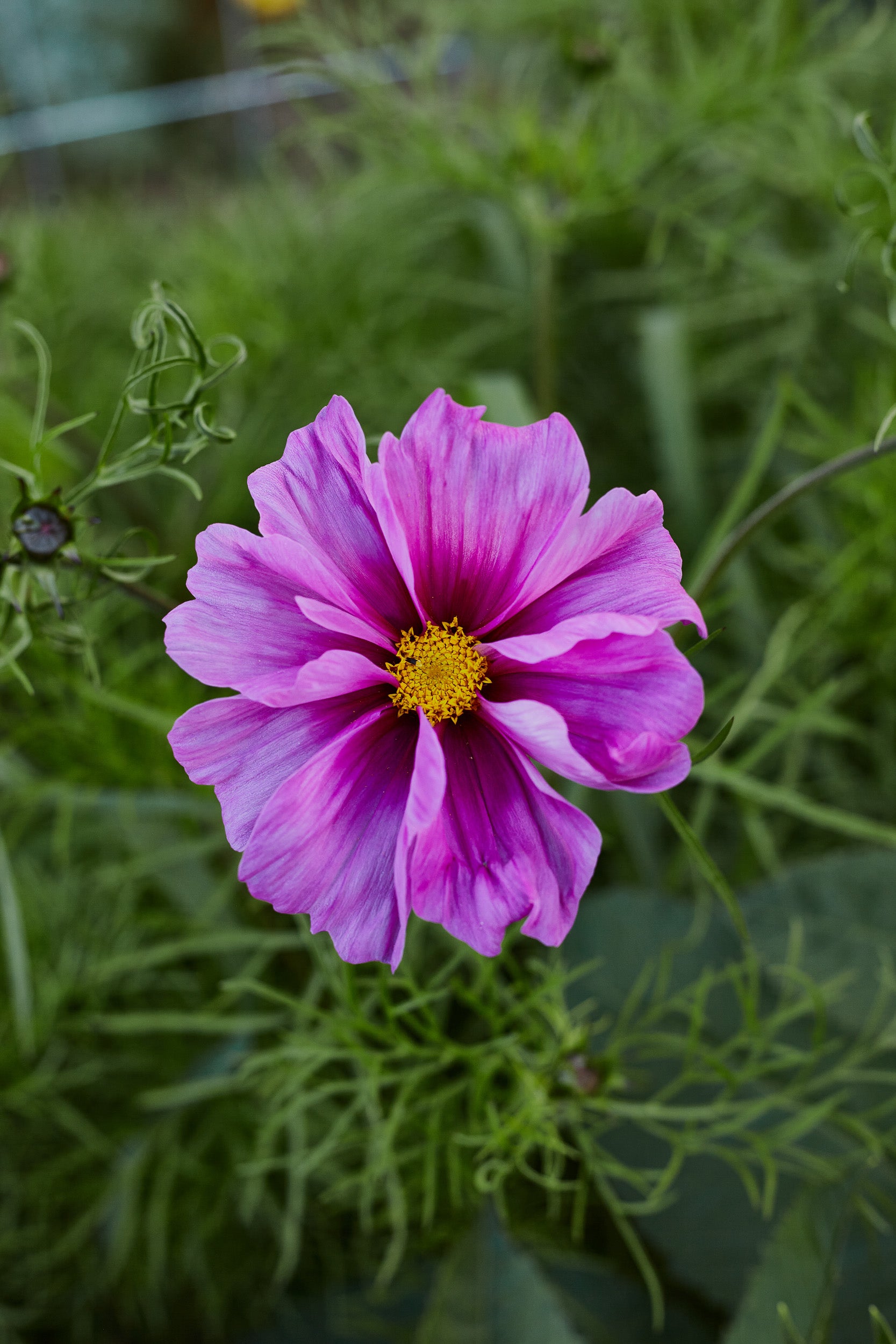 Cosmos Fizzy Rose Flower | X 50 Seeds – Veggie & Flower Garden Seeds