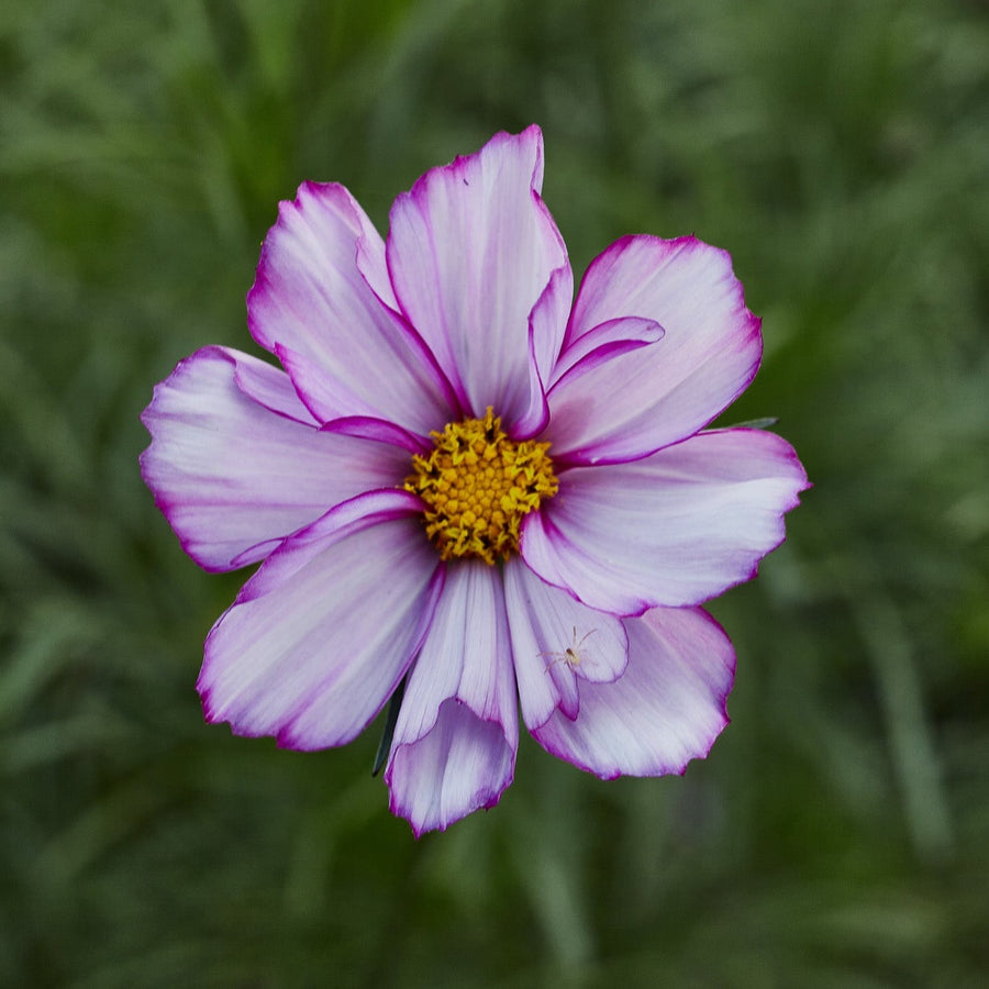 Cosmos Fizzy Rose Picotee Flower | X 50 Seeds – Veggie & Flower Garden ...