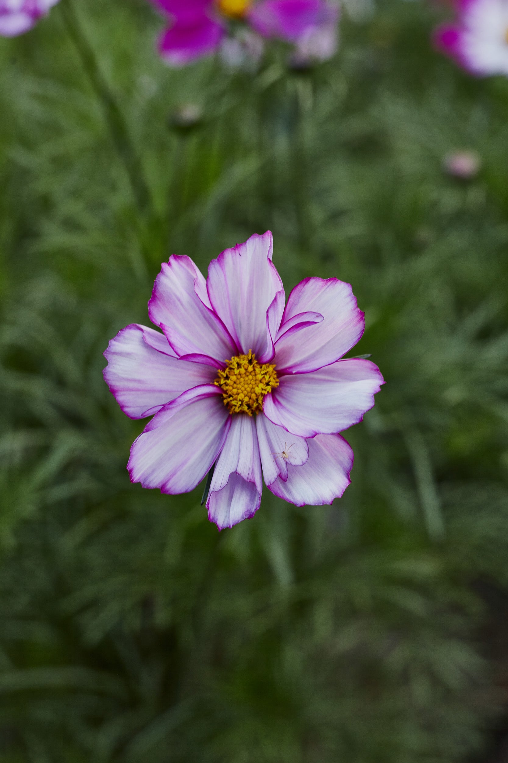 Cosmos Fizzy Picotee Flower | X 50 Seeds – Veggie & Flower Garden Seeds