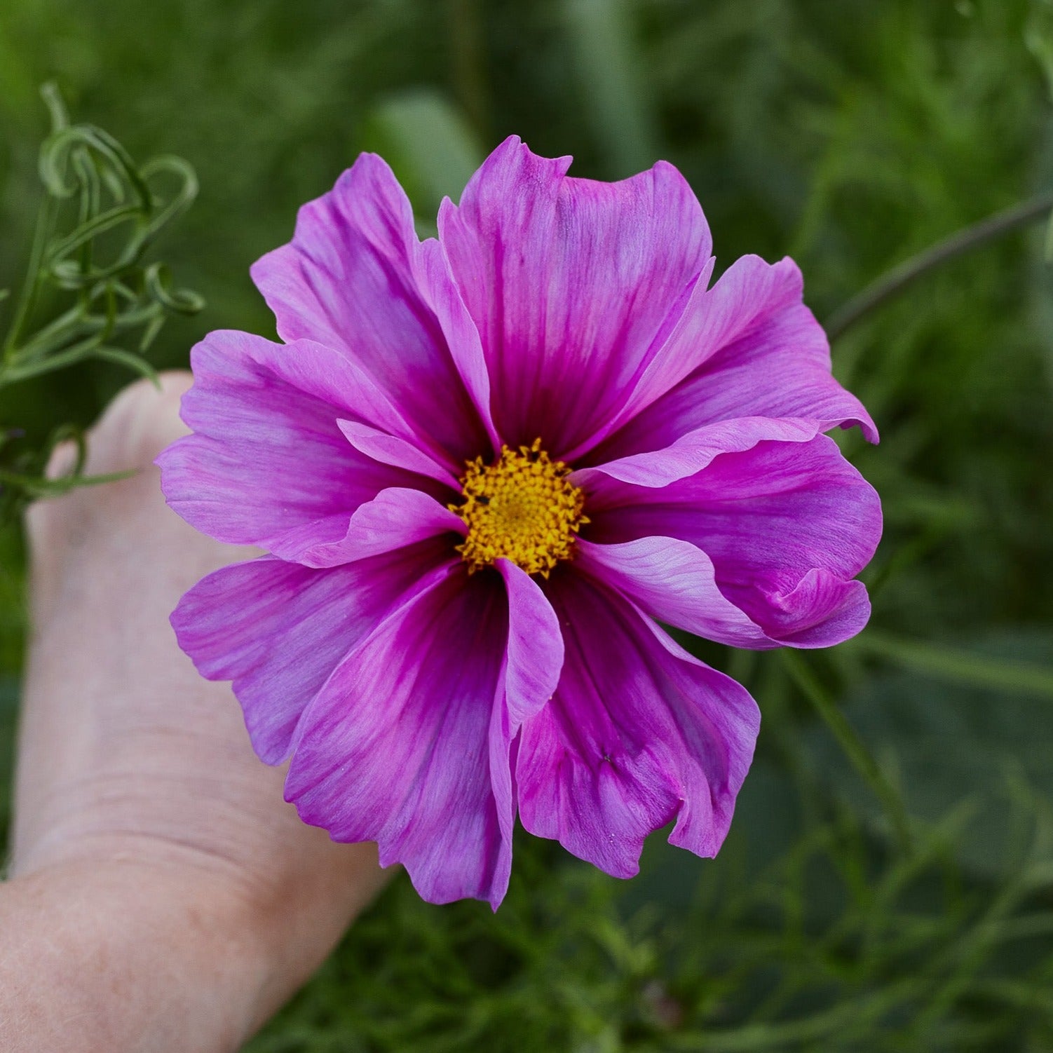 Cosmos Fizzy Rose Flower | X 50 Seeds – Veggie & Flower Garden Seeds