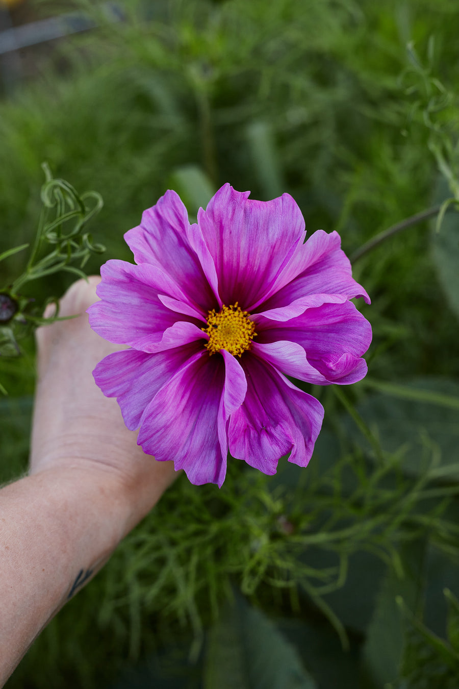 Cosmos Fizzy Rose Flower | X 50 Seeds – Veggie & Flower Garden Seeds