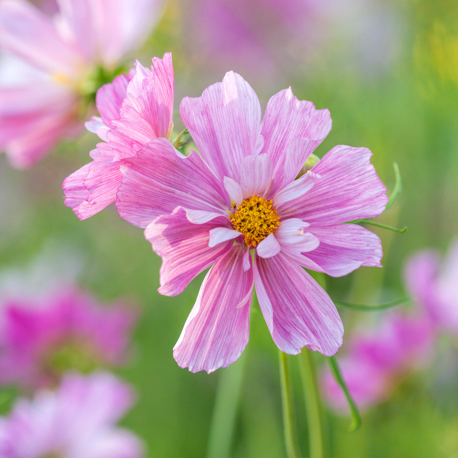 Cosmos Flower Seeds – Veggie & Flower Garden Seeds