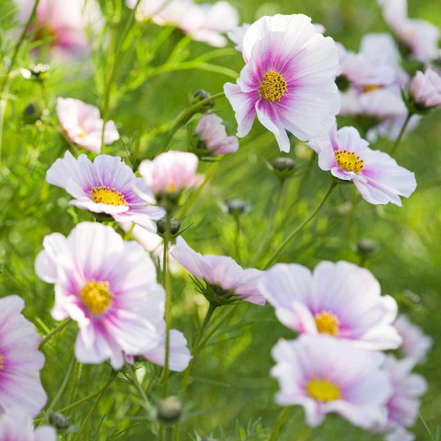 Flower Seeds – Veggie & Flower Garden Seeds