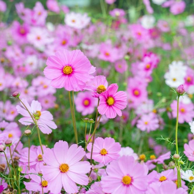 Cosmos Sensation Tall Mix Flower | X 80 Seeds – Veggie & Flower Garden ...