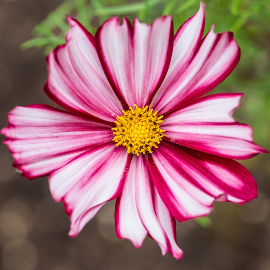 Cosmos Velouette Flower | X 50 Seeds – Veggie & Flower Garden Seeds