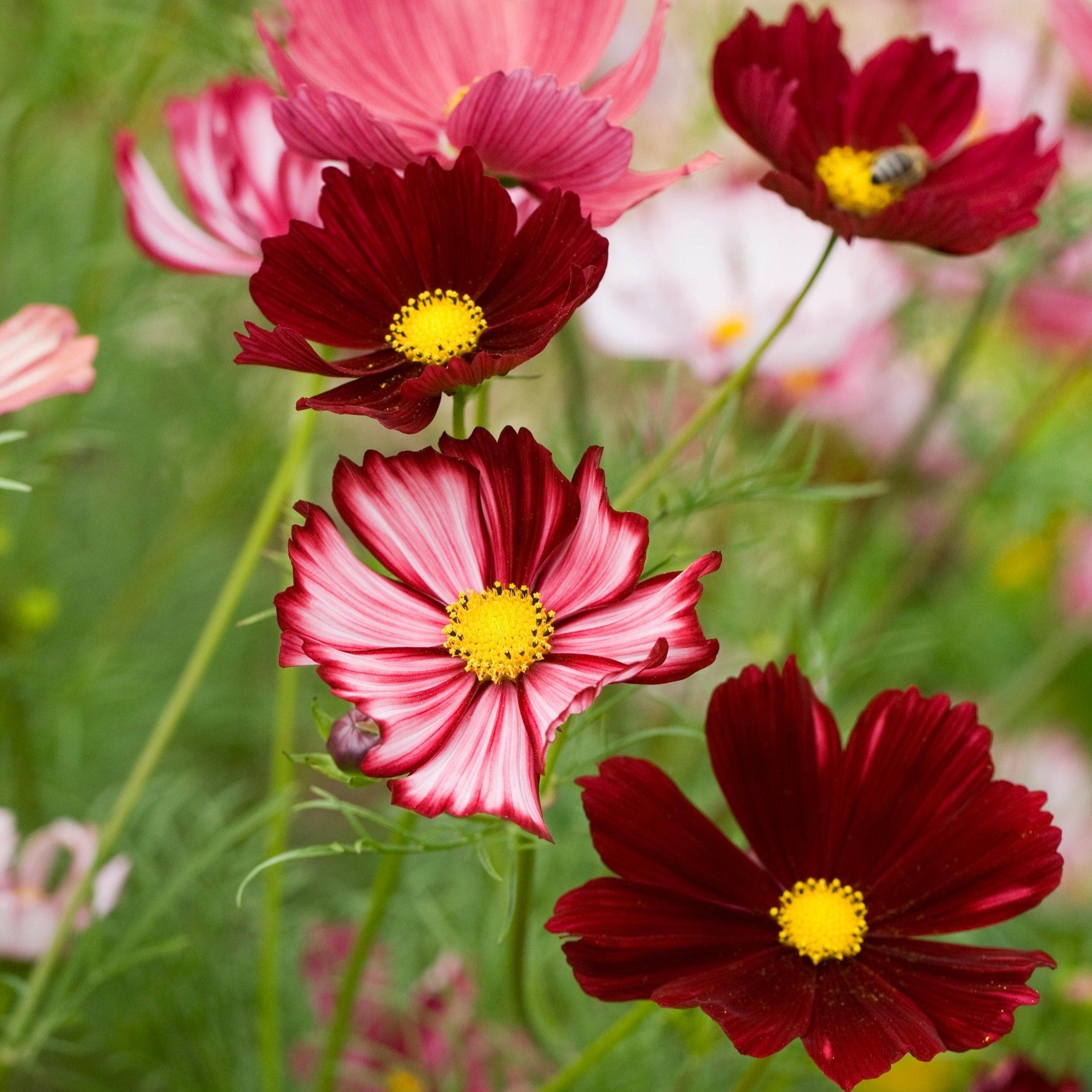 Cosmos Velouette Flower | X 50 Seeds – Veggie & Flower Garden Seeds