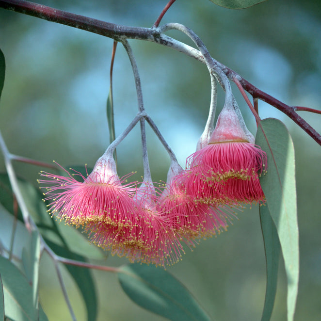 Eucalyptus caesia Silver Princess Australian Native | X 30 Seeds (NOT ...