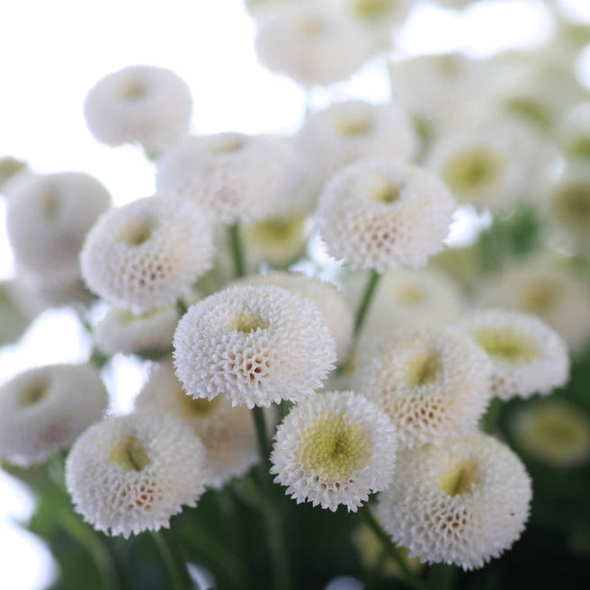 Feverfew Snowball Flower | X 100 Seeds – Veggie & Flower Garden Seeds