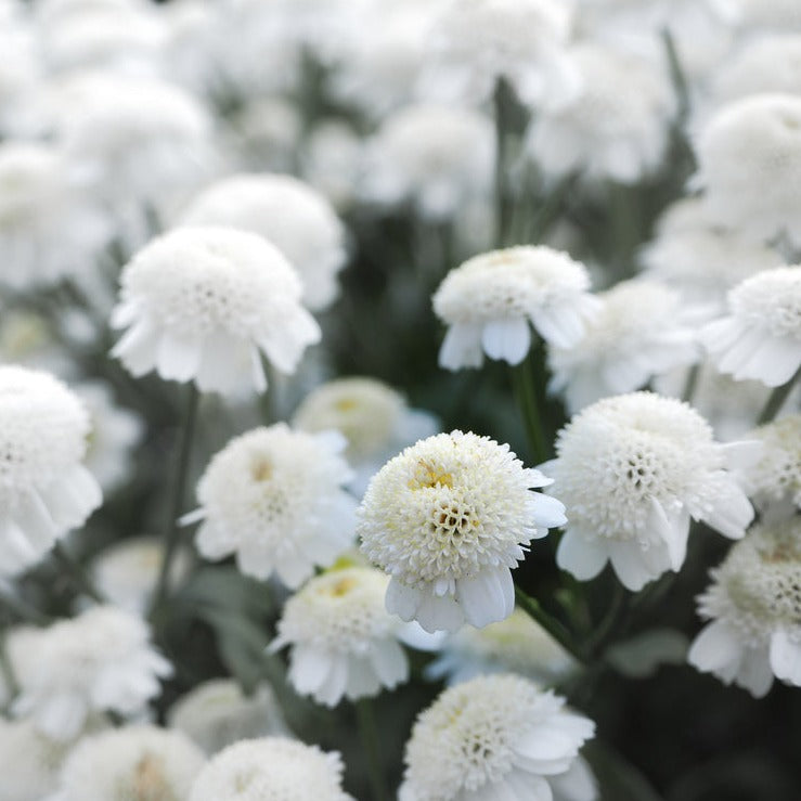 Feverfew White Stars Flower | X 100 Seeds – Veggie & Flower Garden Seeds
