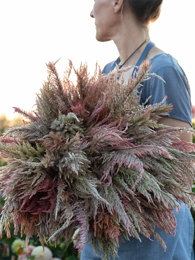 Floret Original Seeds – Veggie & Flower Garden Seeds