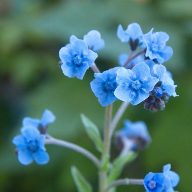 Forget Me Not Chinese Firmament Indigo Blue Flower | X 100 Seeds ...