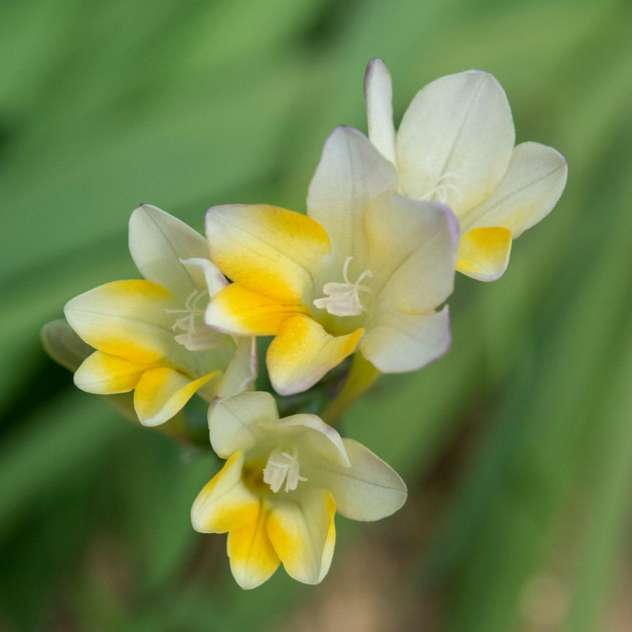 Tubers & Bulbs – Veggie & Flower Garden Seeds