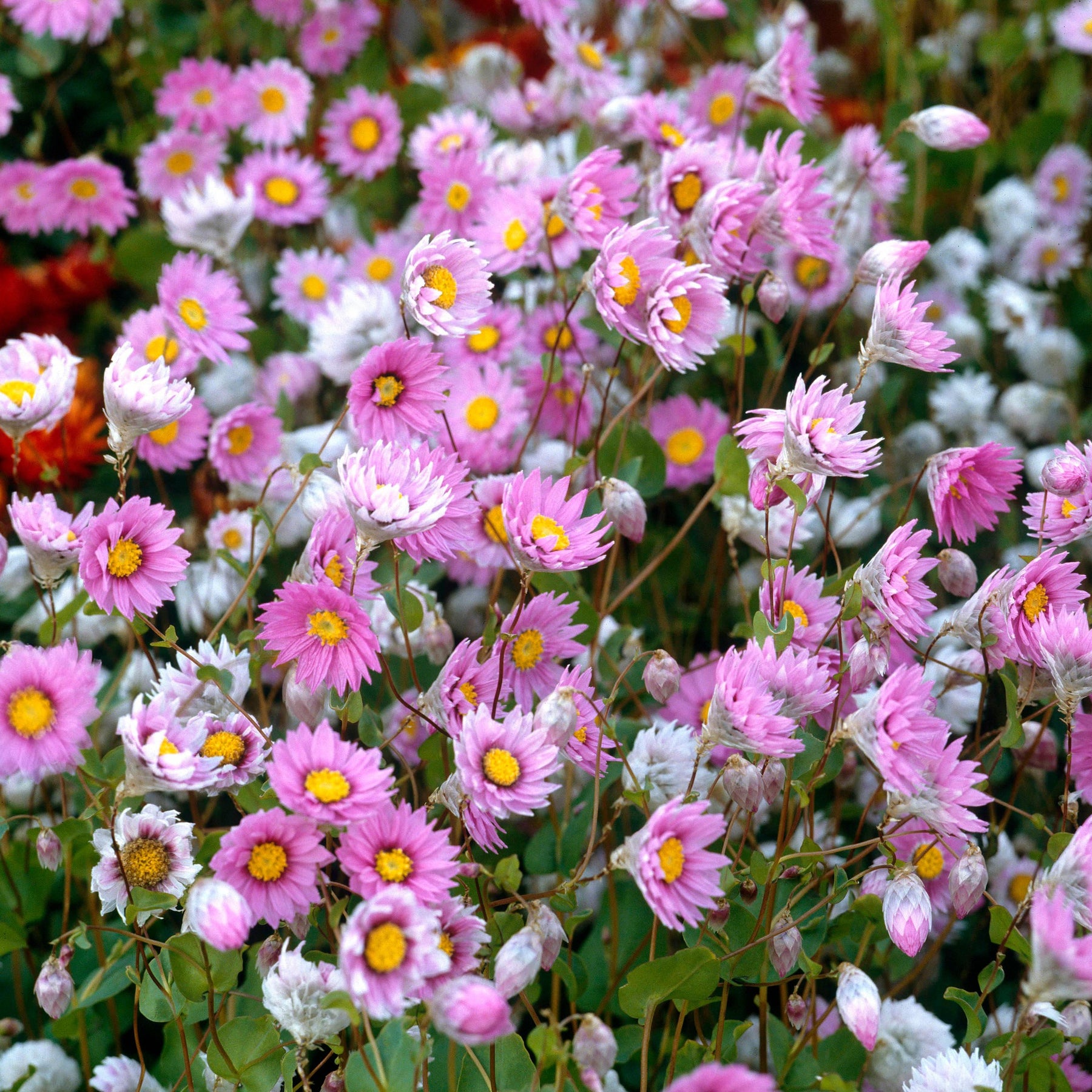 Everlasting Pink Sunray Rhodanthe manglesii Australian Native Flower ...