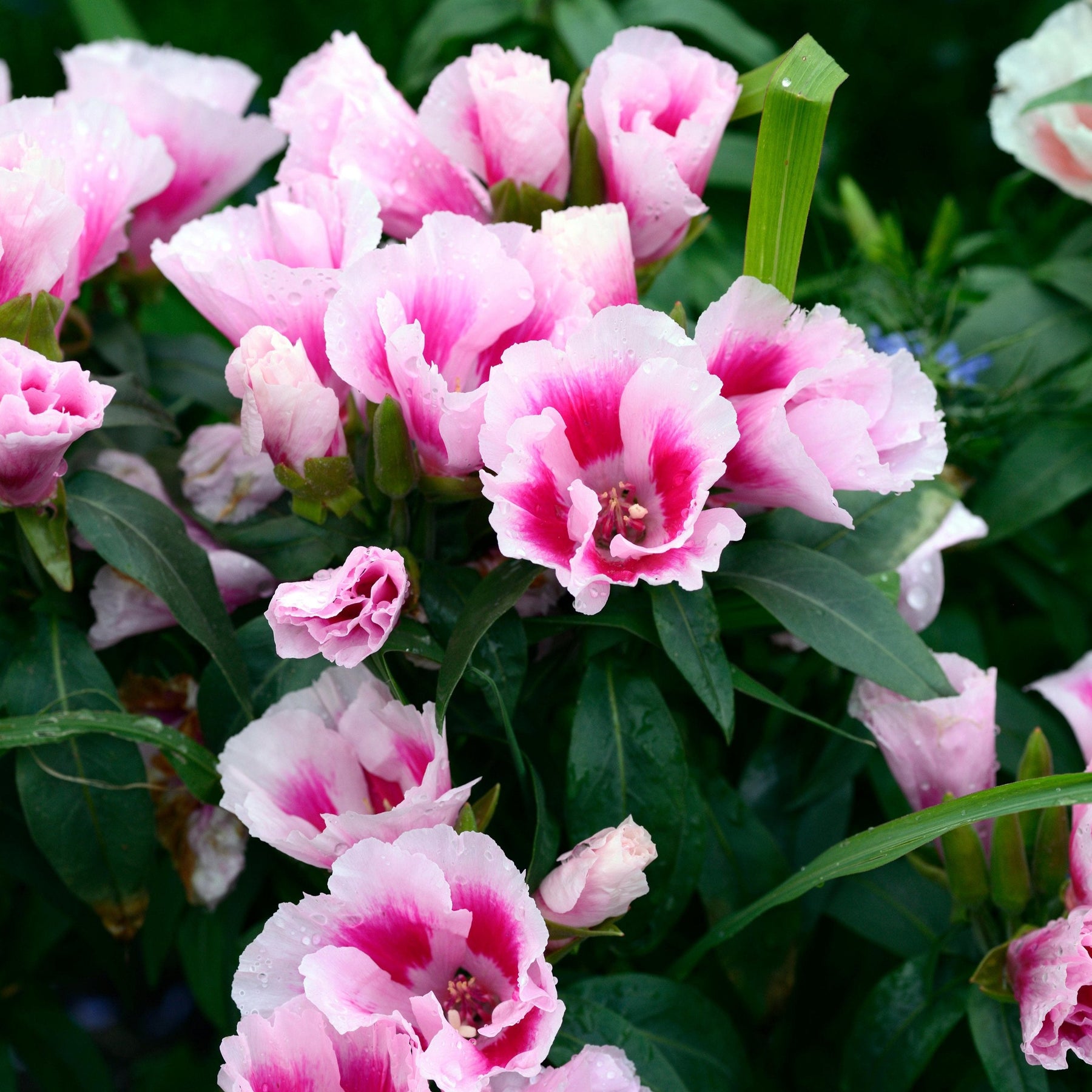 Godetia Maiden Blush Flower | X 100 Seeds – Veggie & Flower Garden Seeds