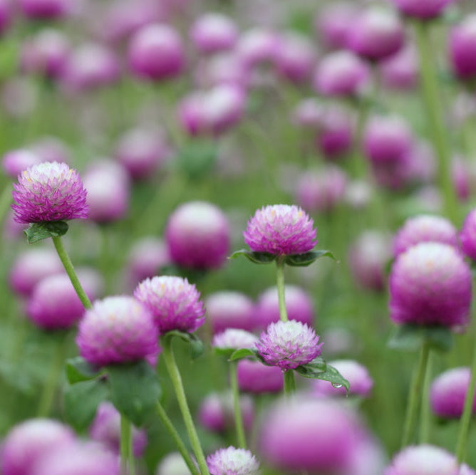 Gomphrena Audray Bicolour Pink Flower | X 50 Seeds – Veggie & Flower ...