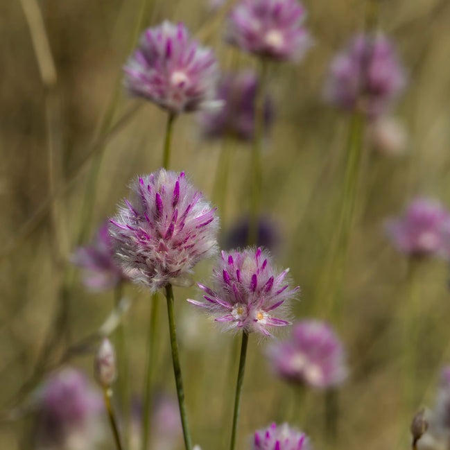 Flower Seeds – Page 13 – Veggie & Flower Garden Seeds