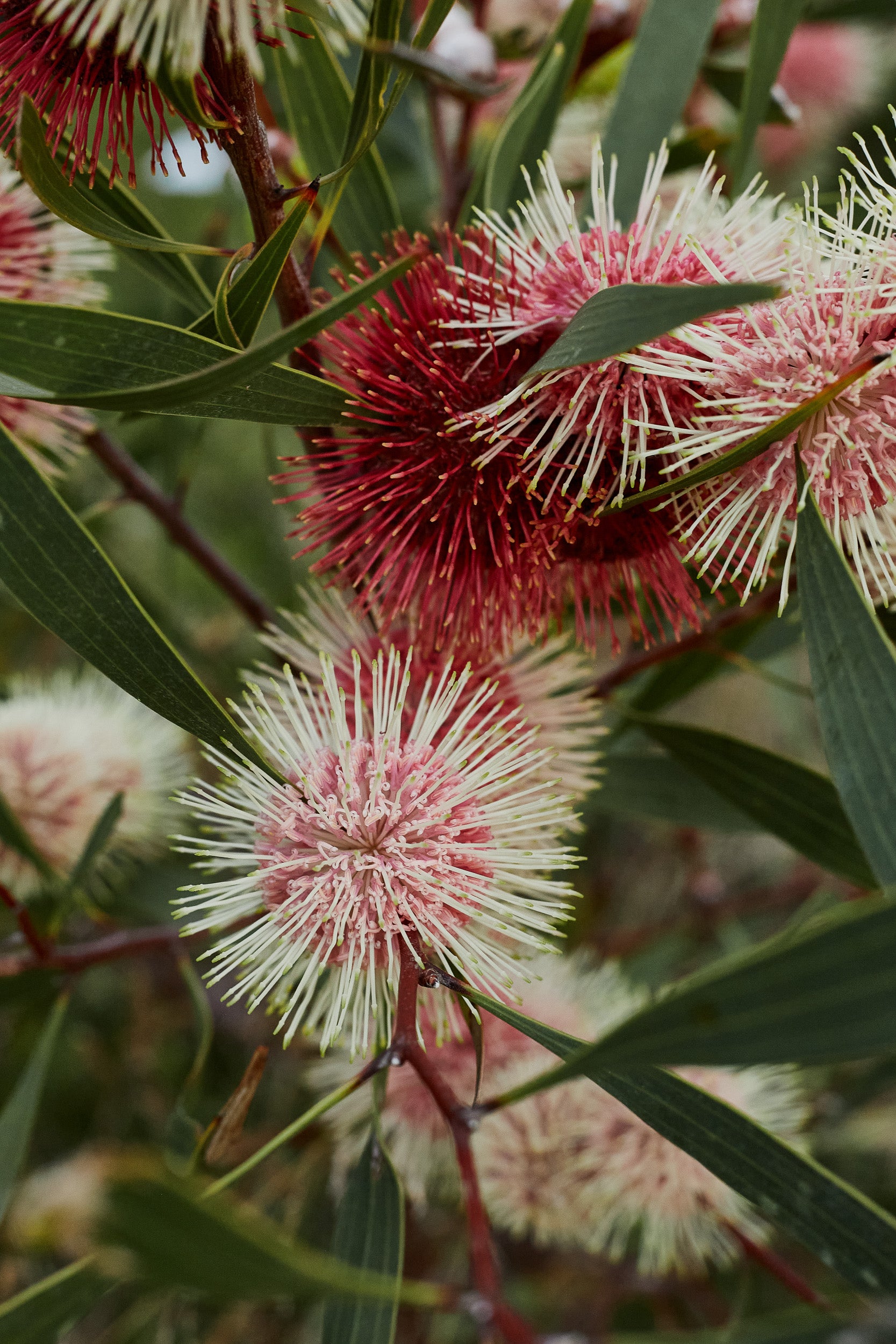 Hakea laurina Pincushion Hakea Kodjet Australian Native | X 5 Seeds (N ...