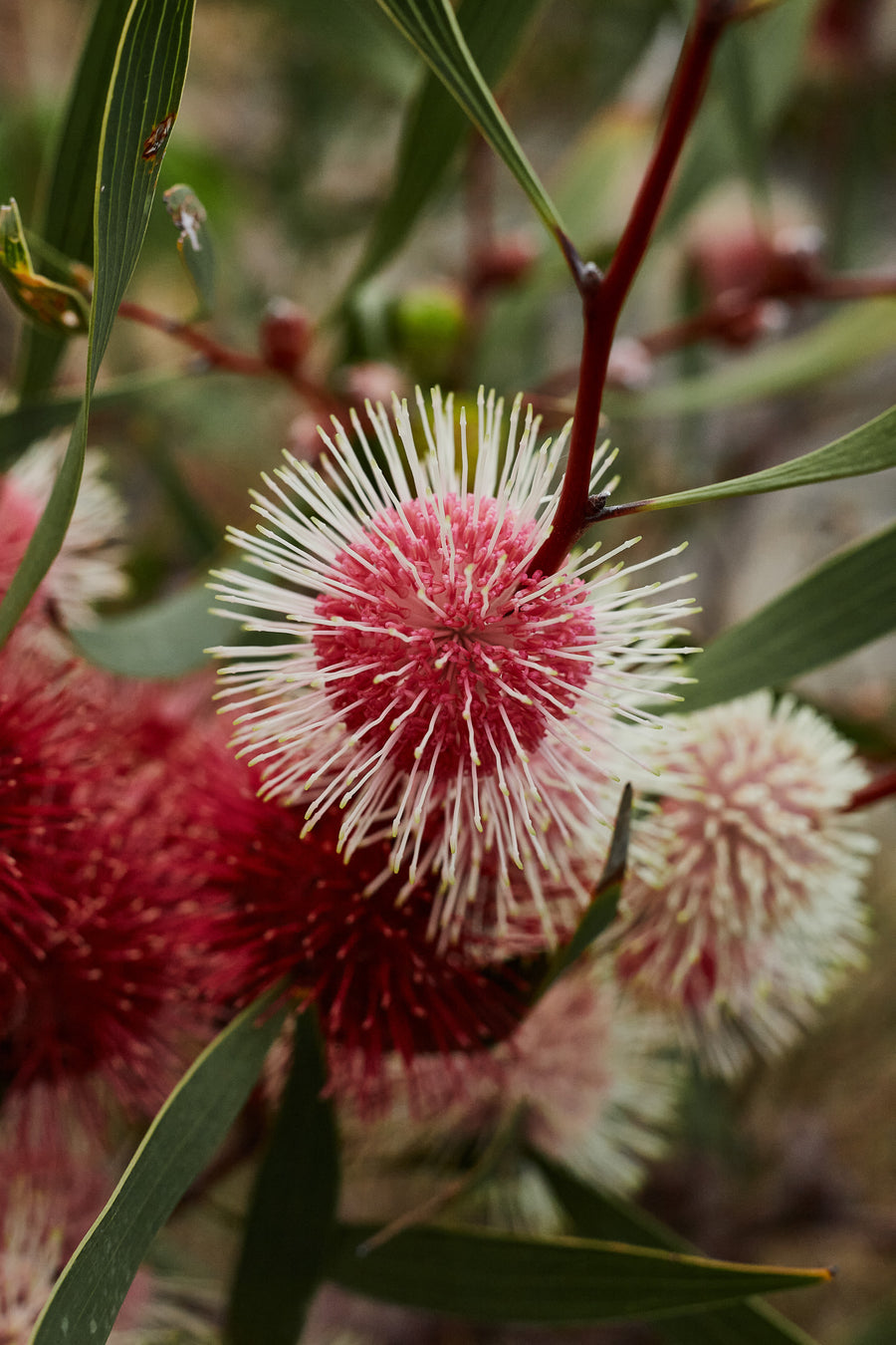 Hakea laurina Pincushion Hakea Kodjet Australian Native | X 5 Seeds (N ...