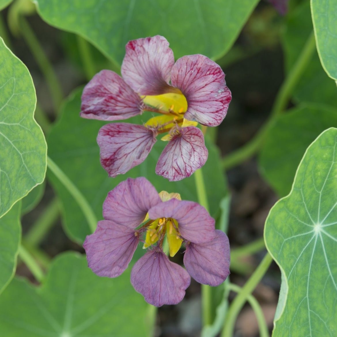 Nasturtium Purple Emperor Flower | X 15 Seeds – Veggie & Flower Garden ...