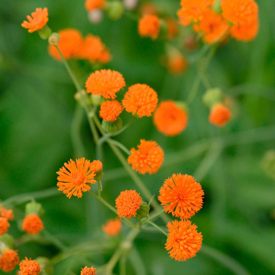 Irish Poet Tassel Flower | X 100 Seeds (NOT TO WA) – Veggie & Flower ...