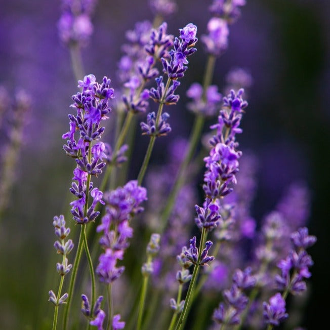 Lavender True Flower | X 100 Seeds – Veggie & Flower Garden Seeds