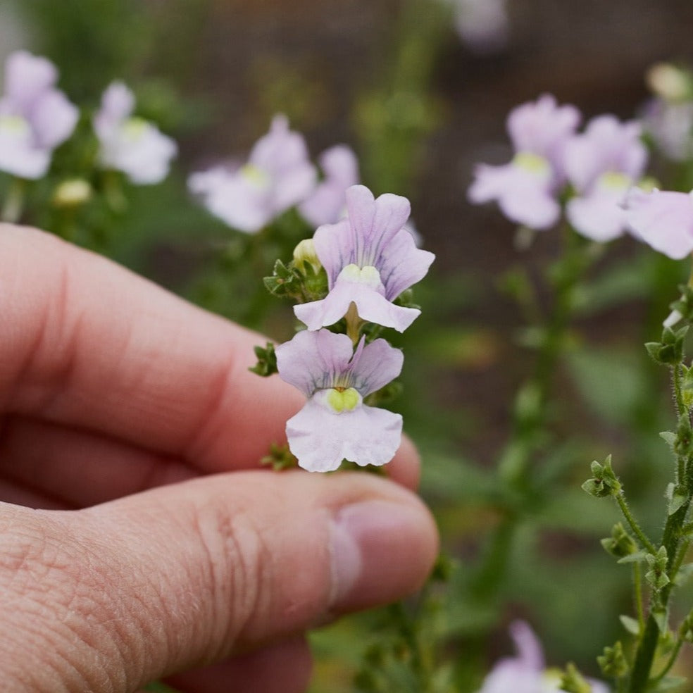 Linaria Northern Lights Mix Flower | X 300 Seeds – Veggie & Flower ...