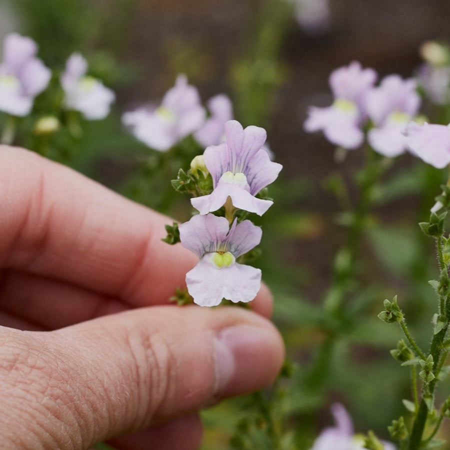 Linaria Northern Lights Mix Flower | X 300 Seeds – Veggie & Flower ...
