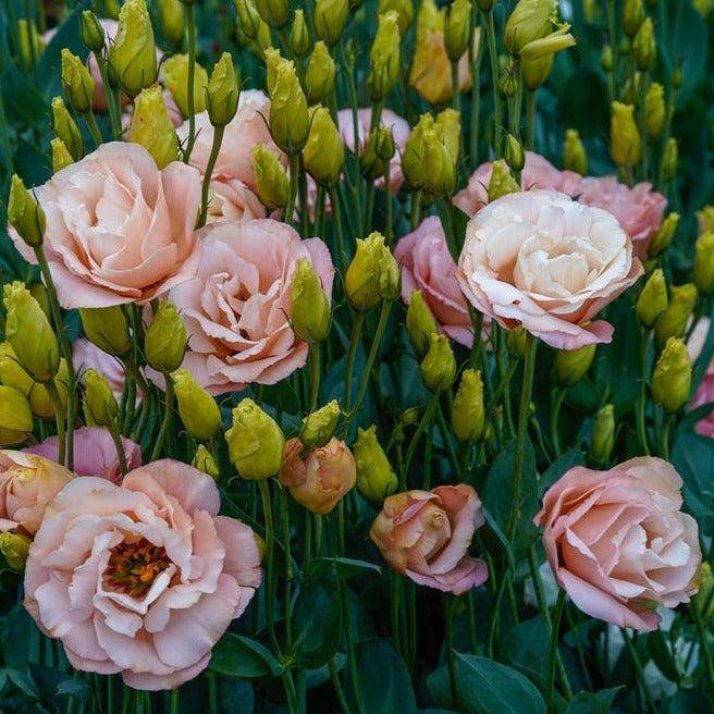 Lisianthus Arena 3 Champagne Flower | X 20 Seeds (NOT TO WA) – Veggie ...