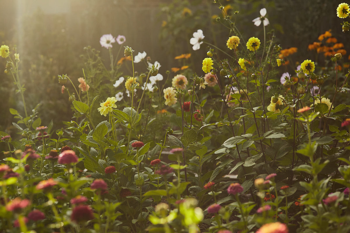 Spring Seed Sowing In Australia – Veggie & Flower Garden Seeds