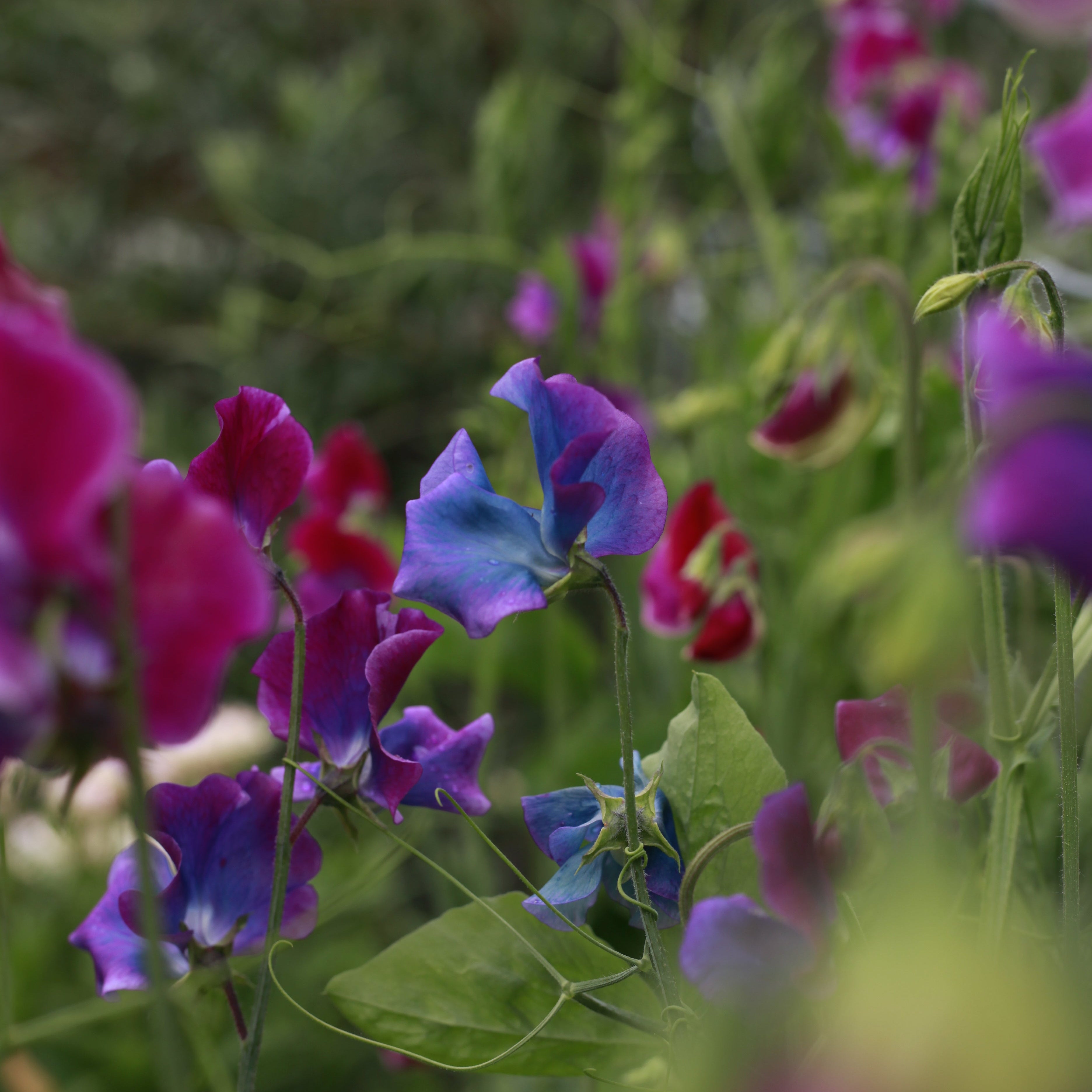 Sweet Pea Blue Shift Flower | X 15 Seeds – Veggie & Flower Garden Seeds