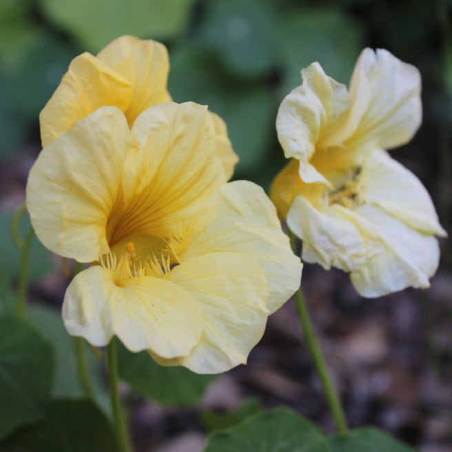 Nasturtium Gleam Moon Flower | X 15 Seeds – Veggie & Flower Garden Seeds