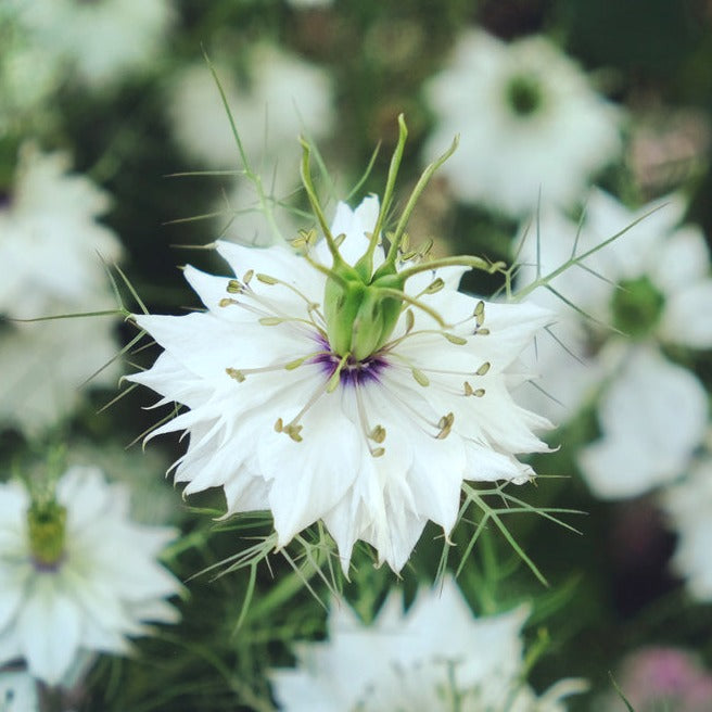 Nigella Flower Seeds – Veggie & Flower Garden Seeds
