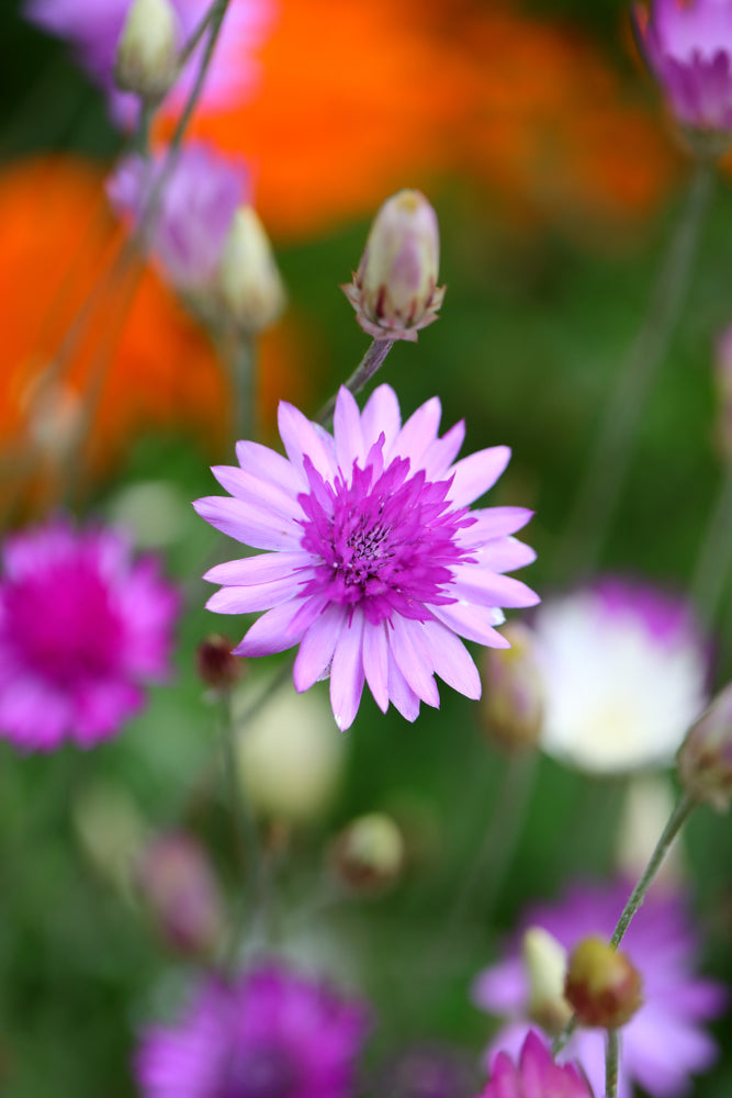 Paper Daisy Double Mix Xeranthemum Annuum Flower | X 100 Seeds – Veggie ...