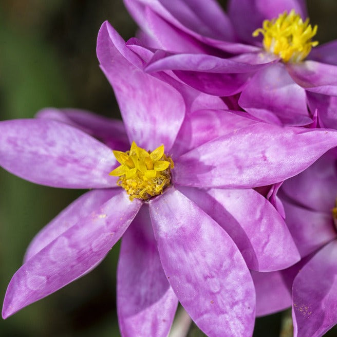 Pink Clusters Everlasting Schoenia cassiniana Australian Native Flower ...