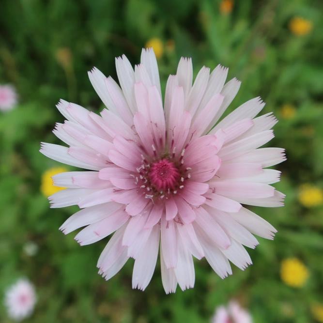 Pink + White Hawksbeard Crepis rubra Flower | X 100 Seeds – Veggie ...