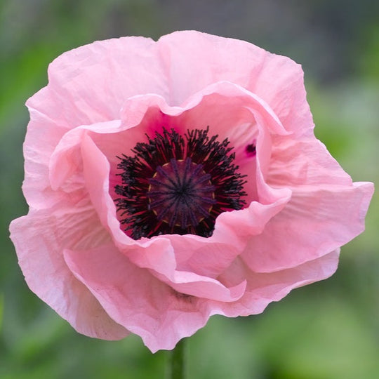 Flower Seeds – Page 3 – Veggie & Flower Garden Seeds