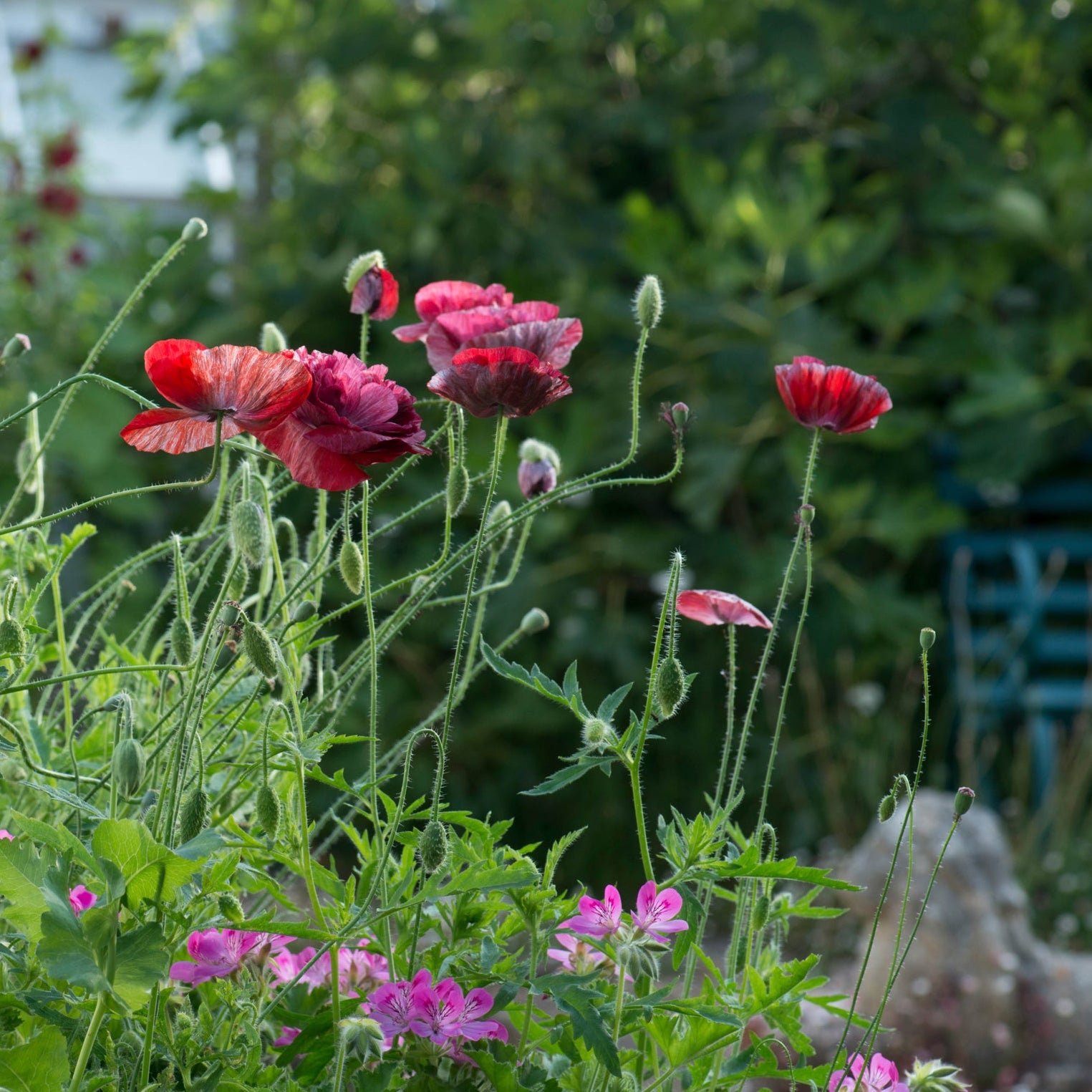 Poppy Pandora Flower | X 300 Seeds – Veggie & Flower Garden Seeds