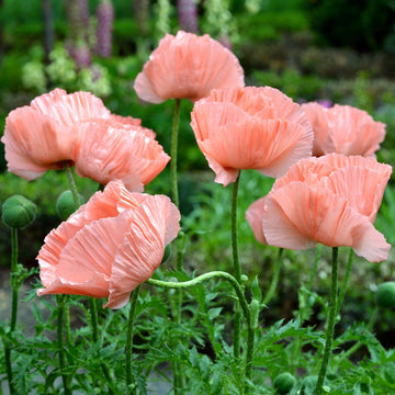 Poppy Flower Seeds – Veggie & Flower Garden Seeds