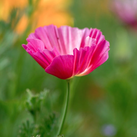 California Poppy Purple Gleam Flower | X 150 Seeds – Veggie & Flower ...