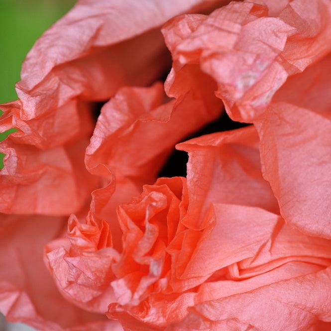 Poppy Colibri Rosa Intenso Salmonato Flower | X 50 Seeds – Veggie ...