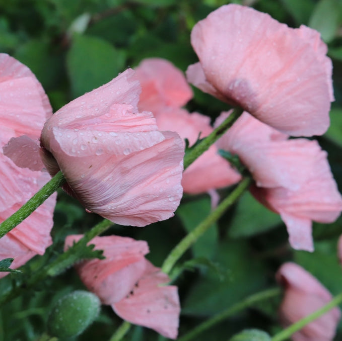 Poppy Oriental Coral Reef Flower | X 75 Seeds – Veggie & Flower Garden ...