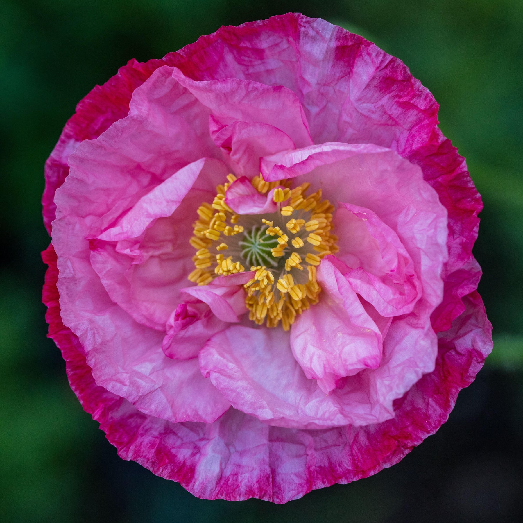 Poppy Shirley Double Mix Flower | X 300-500 Seeds – Veggie & Flower ...