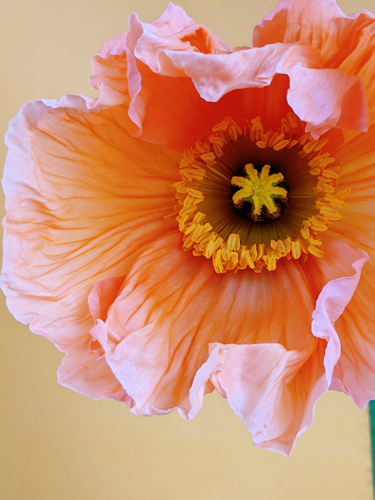 Poppy Colibri Rosa Chiaro Pastello Flower | X 50 Seeds – Veggie ...